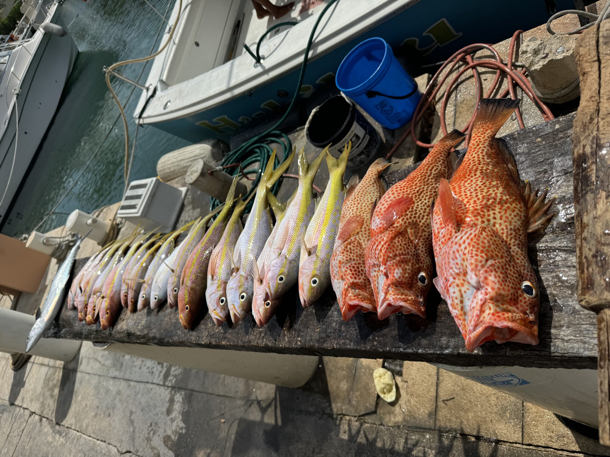 Trolling or Bottom Fishing: How Do I Decide? - AAA Charters ...